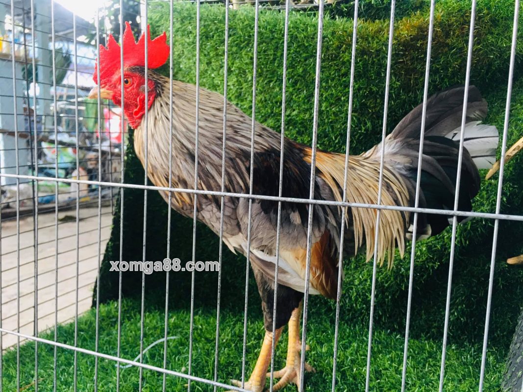 Gà Đá Miền Tây - Xomga79