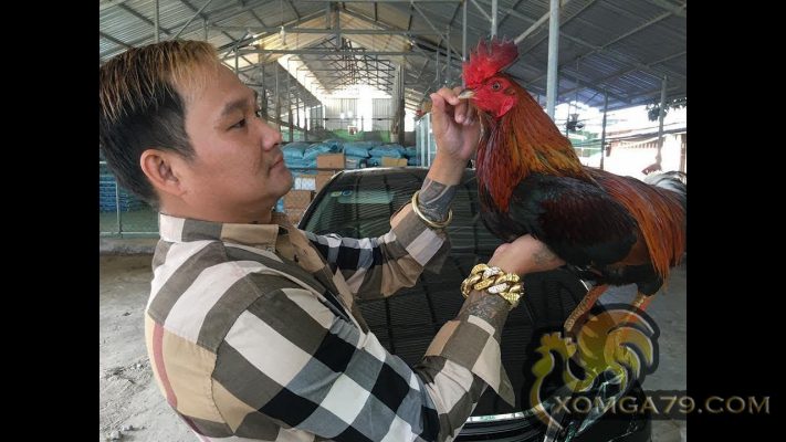 Thông tin trại gà Mỹ ở TPHCM mới nhất năm 2022 - Xomga79