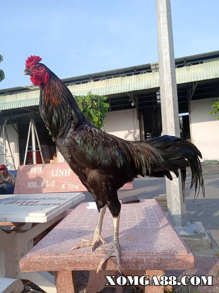 Ô Que chân trắng - Xomga79