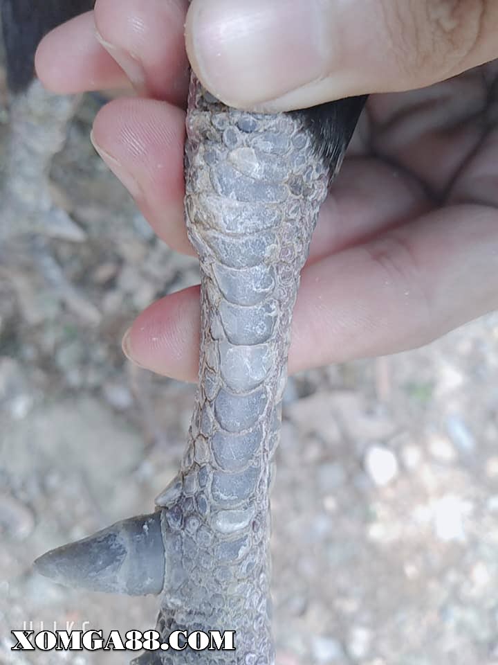 Gà Điều Xanh - Xomga79