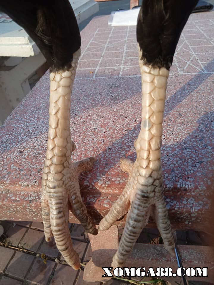 Ô Que chân trắng - Xomga79