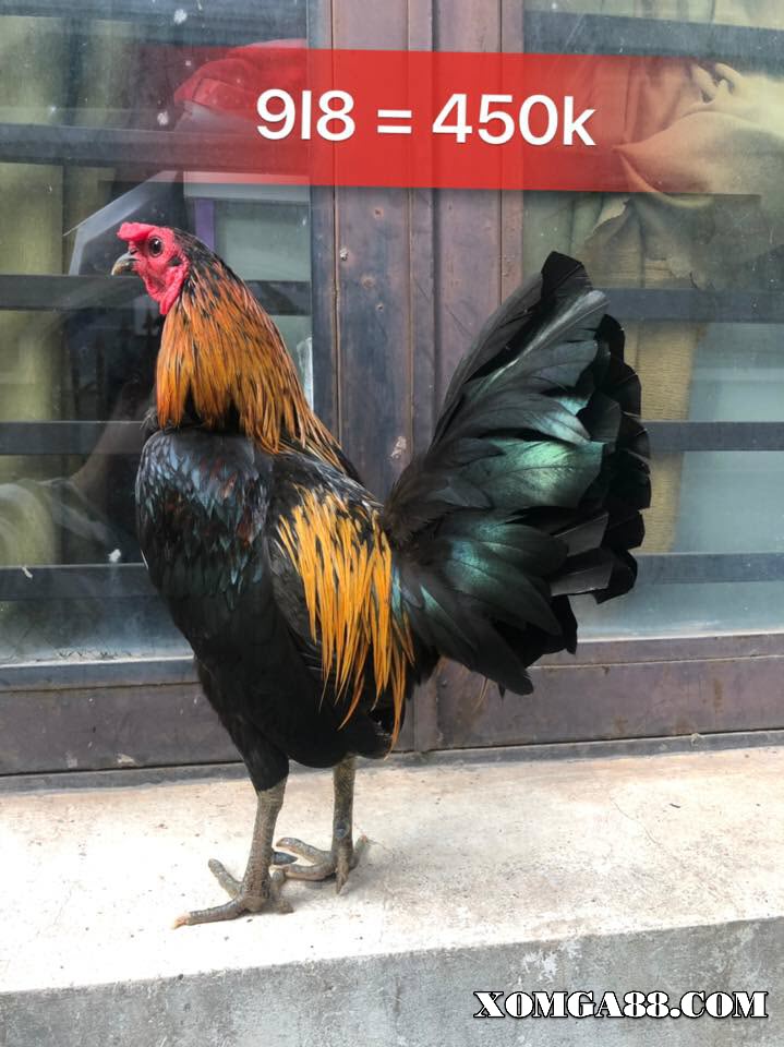 Tóp Gà Giá Lúa - Sinh Viên - Xomga79