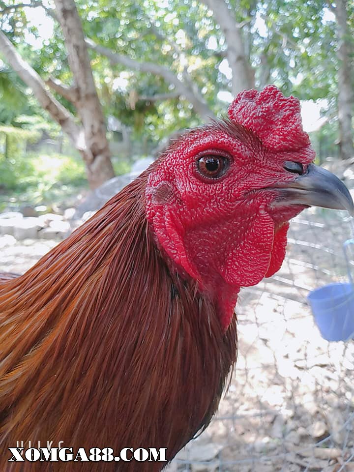 Gà Điều Xanh - Xomga79