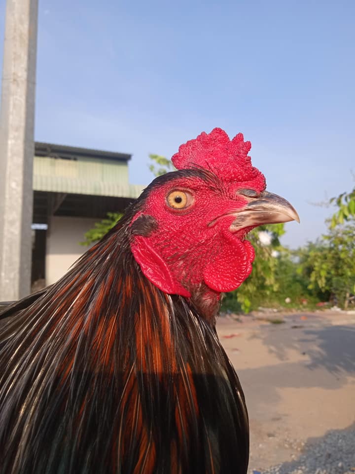 Ô Que chân trắng - Xomga79