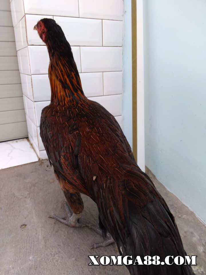 Gà Lai - Xomga79