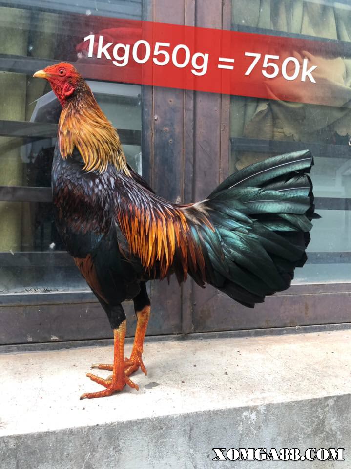 Tóp Gà Giá Lúa - Sinh Viên - Xomga79