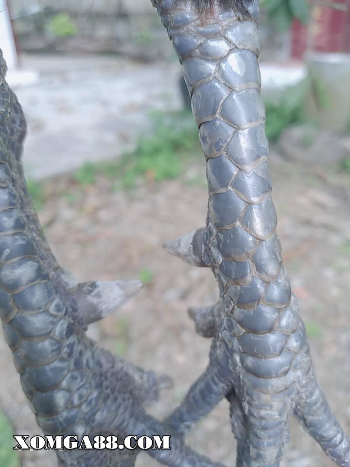 Gà Điều Xanh - Xomga79