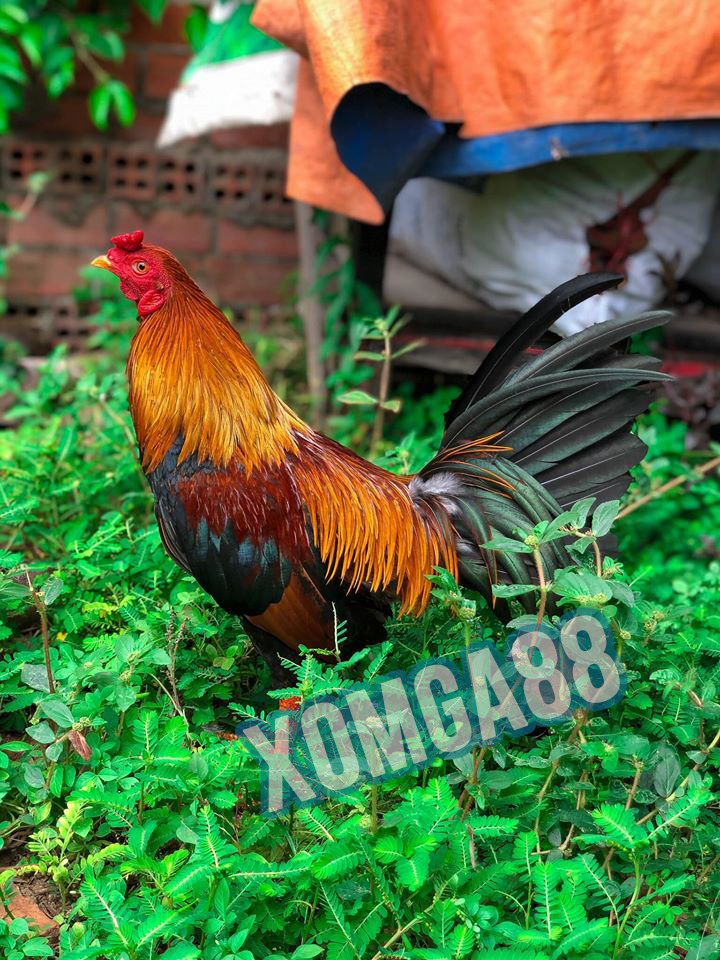 Trại gà Tú Jáp - Xomga79