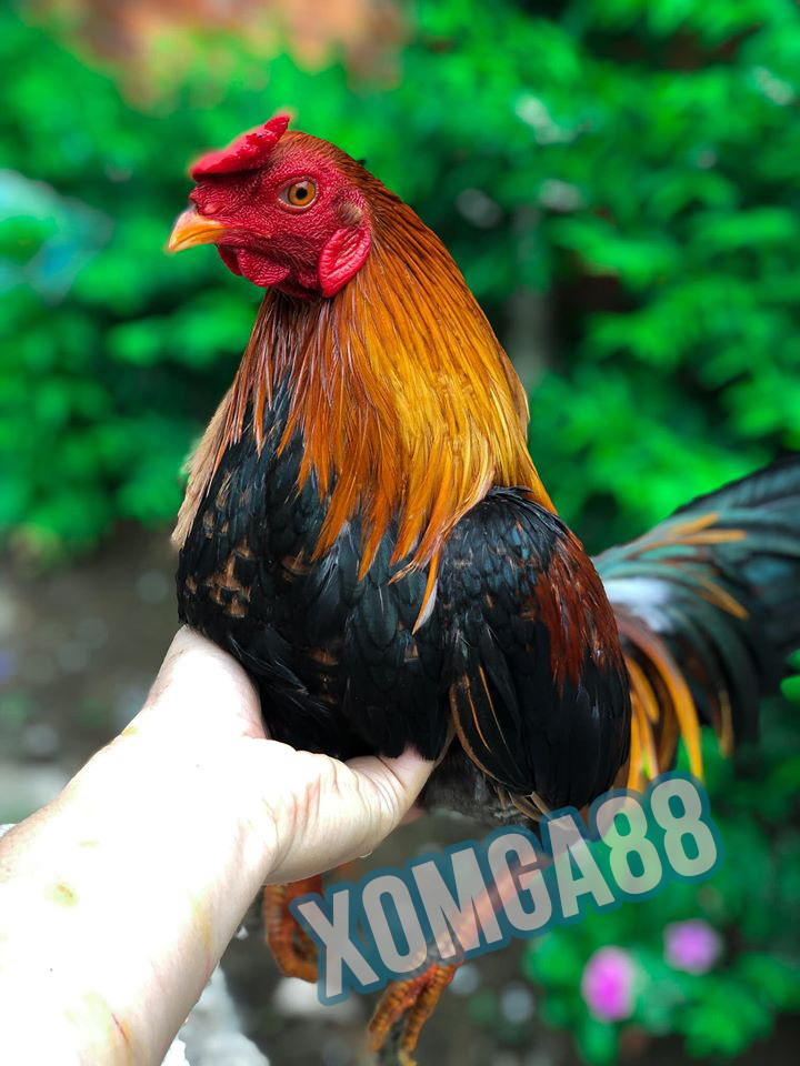 Trại gà Tú Jáp - Xomga79