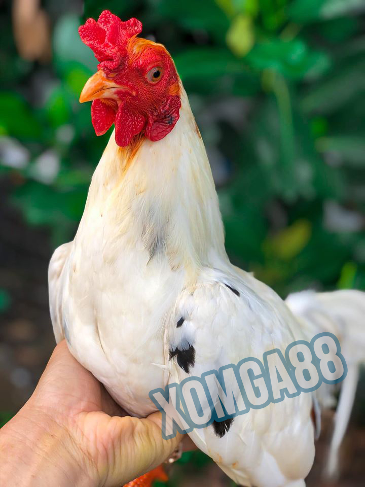 Trại gà Tú Jáp - Xomga79