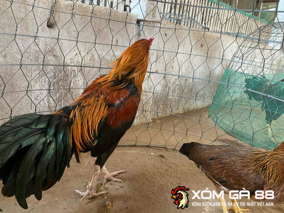 Gà Que - Xomga79